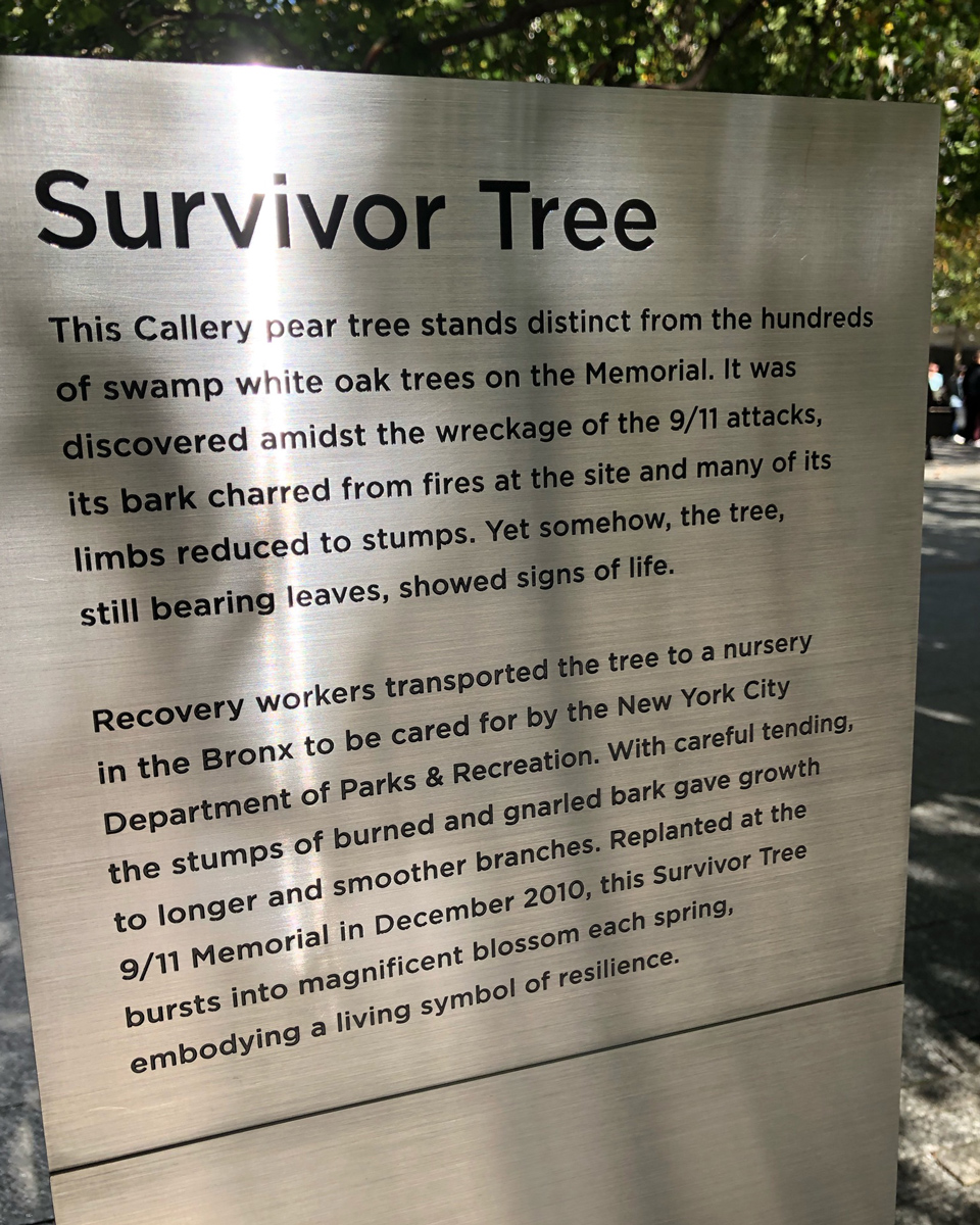 Survivor Tree - APFA